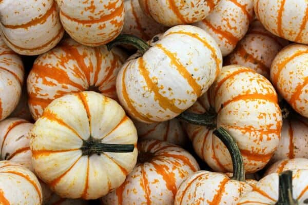 The Best Places to Find Real Pumpkins Stems for Crafts - A Well ...